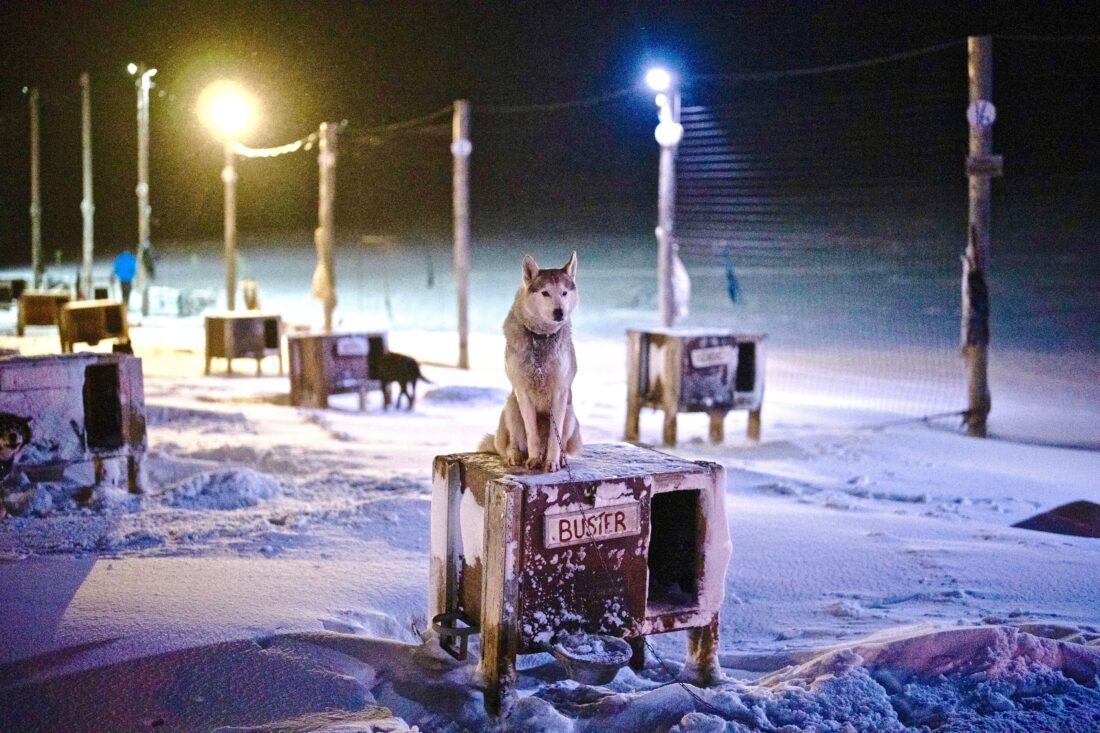 In Norway, sled dogs train, play in warming Arctic | News, Sports, Jobs ...